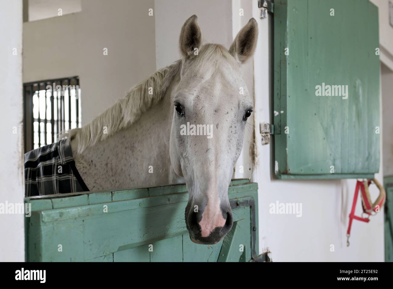 Perde breeding hi-res stock photography and images - Alamy