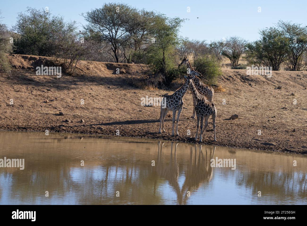 Nubian giraffe (Giraffa camelopardalis), also known as Baringo giraffe ...