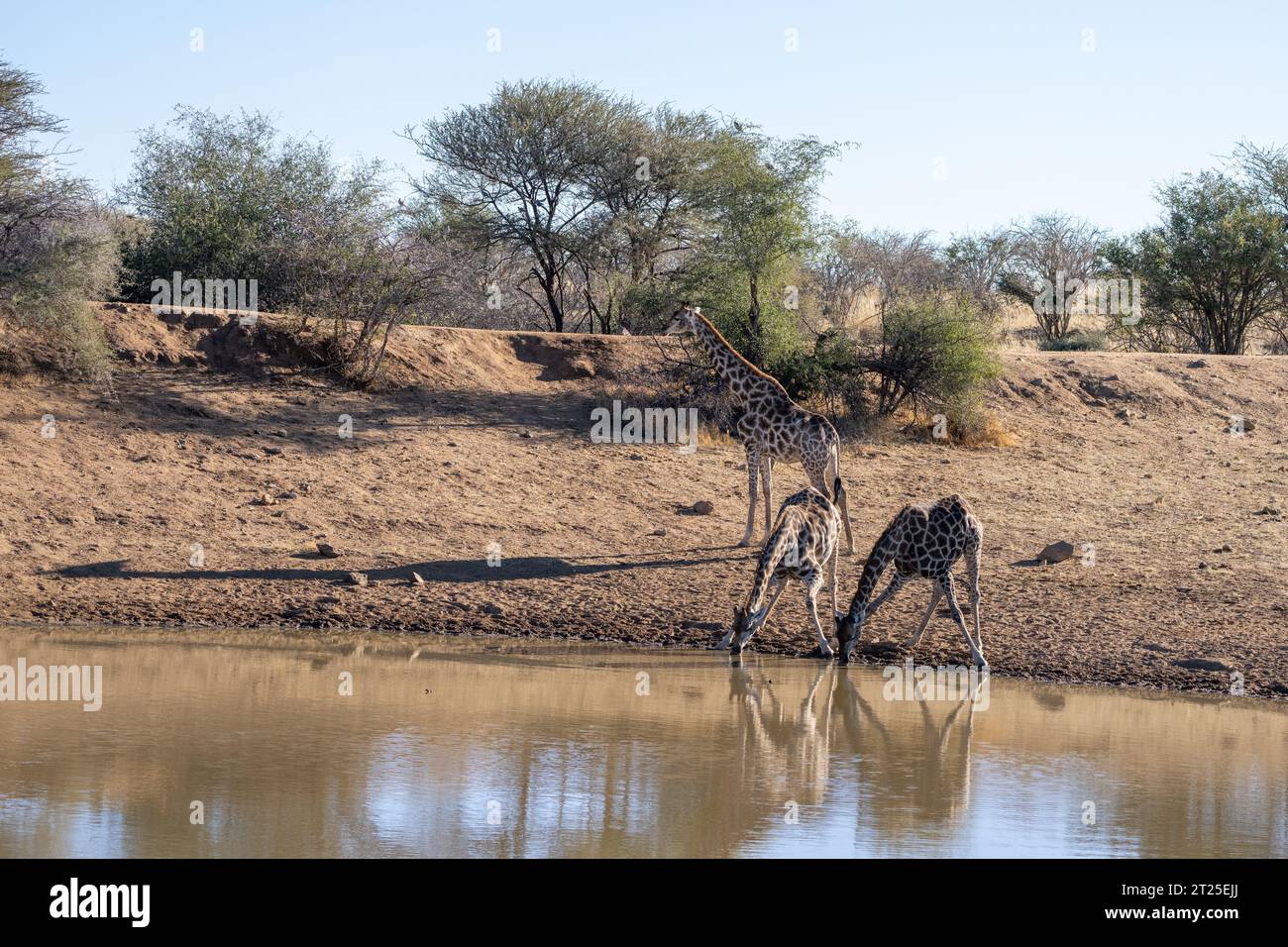 Nubian giraffe (Giraffa camelopardalis), also known as Baringo giraffe ...