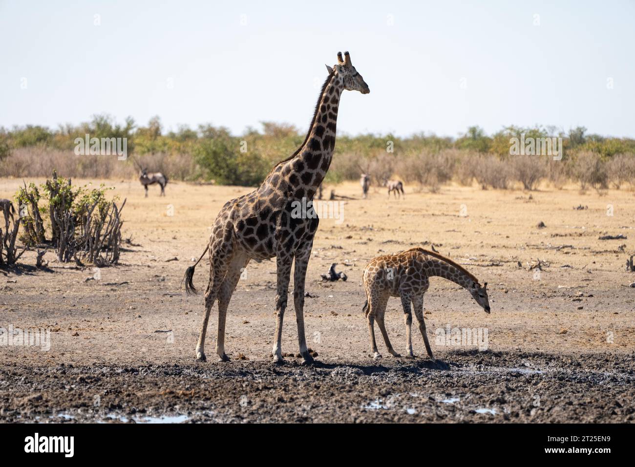 Nubian giraffe (Giraffa camelopardalis), also known as Baringo giraffe ...