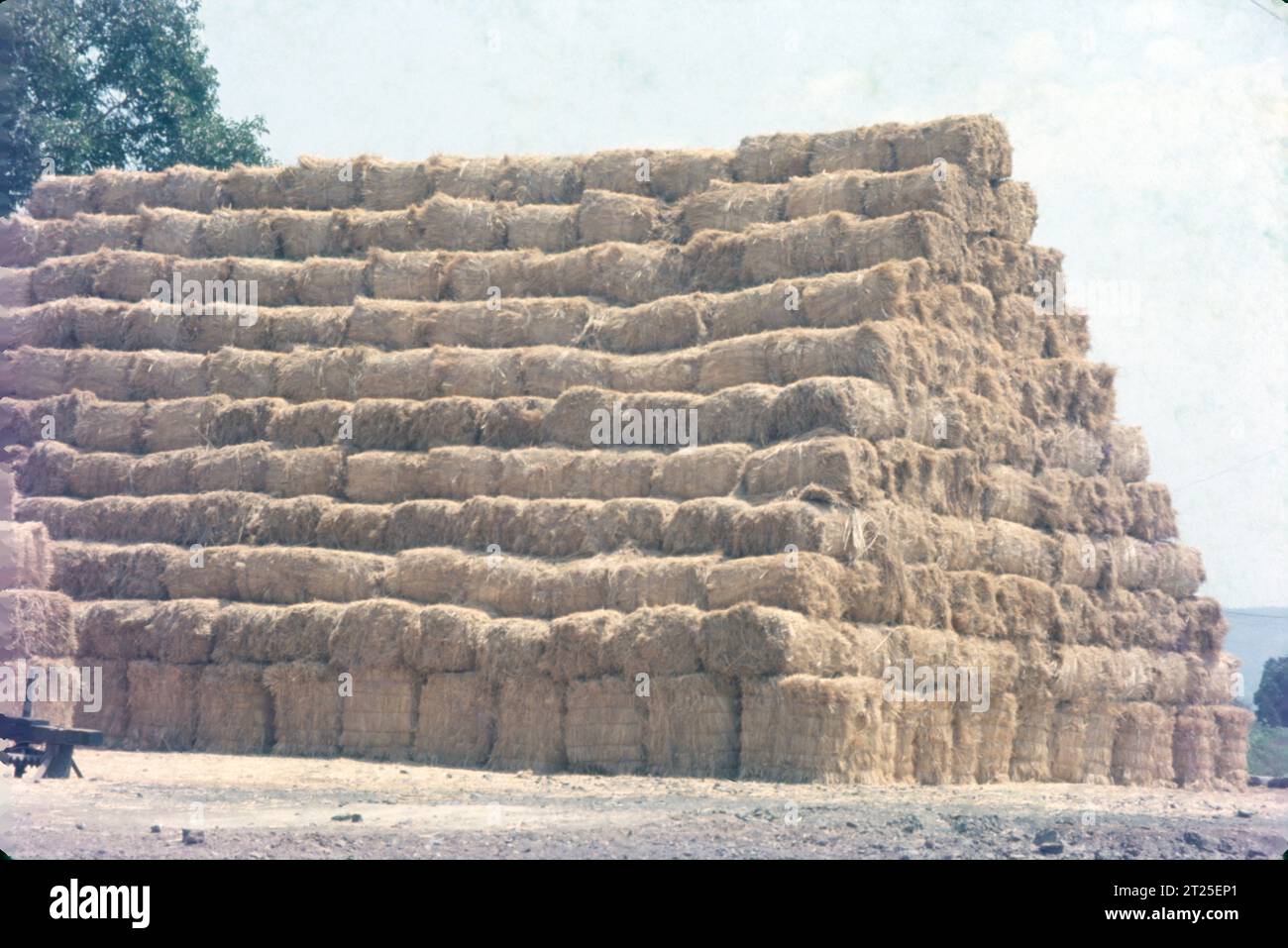 Huge Pile of Grass, Maharashtra, India Stock Photo - Alamy