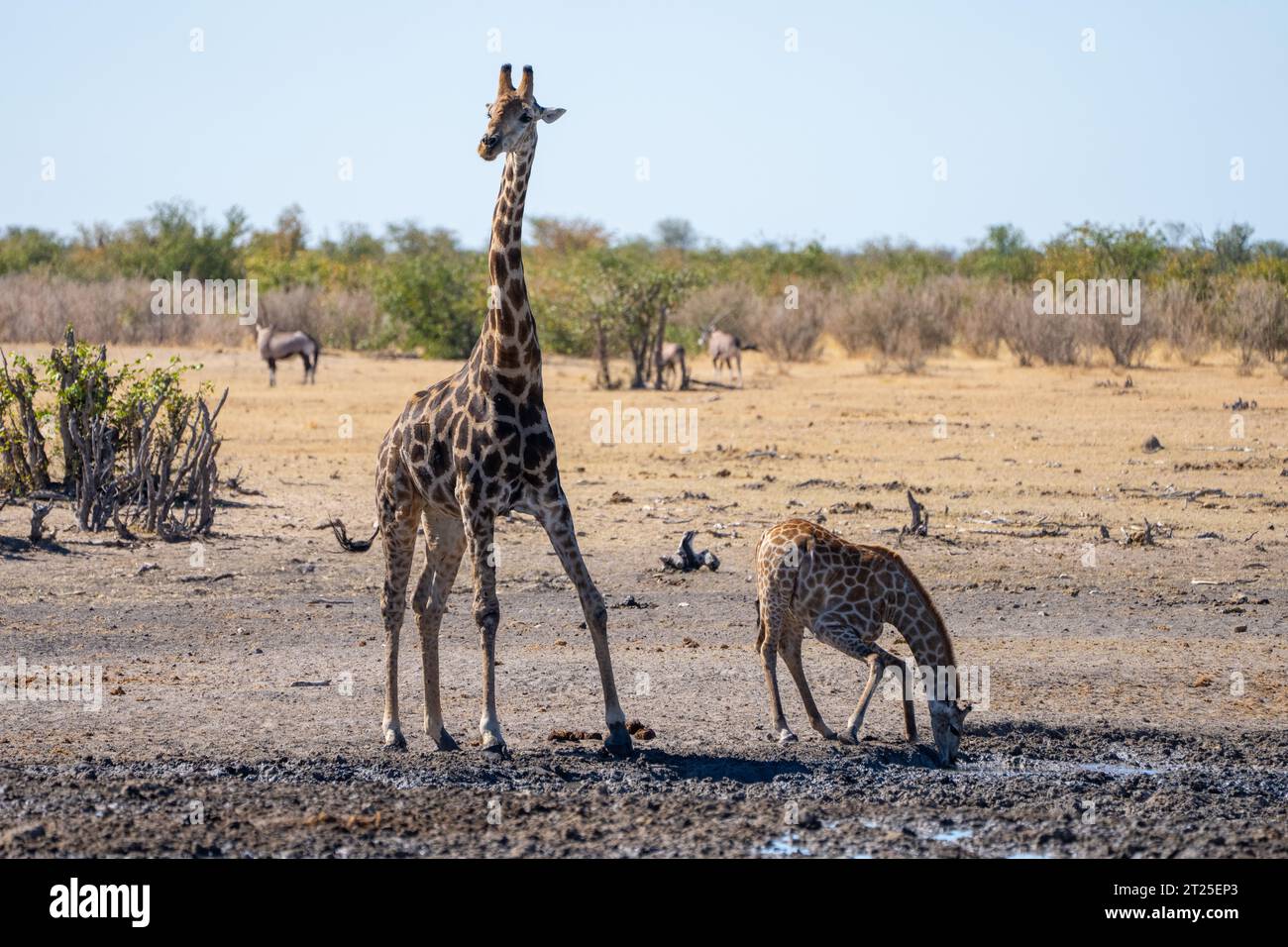 Nubian giraffe (Giraffa camelopardalis), also known as Baringo giraffe ...