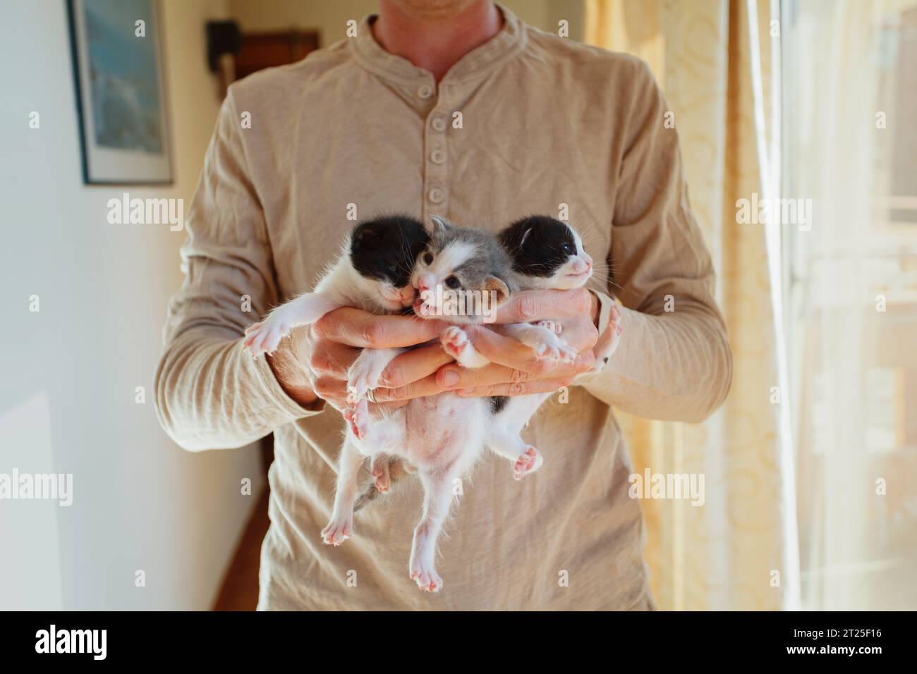 Fluffy spotted kitten in human hand at home Stock Photo - Alamy