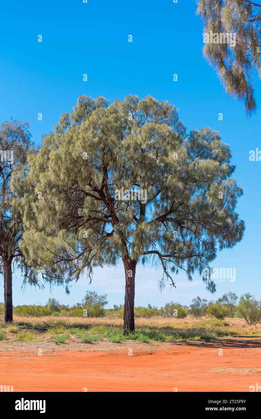 Desert oak trees hi-res stock photography and images - Alamy