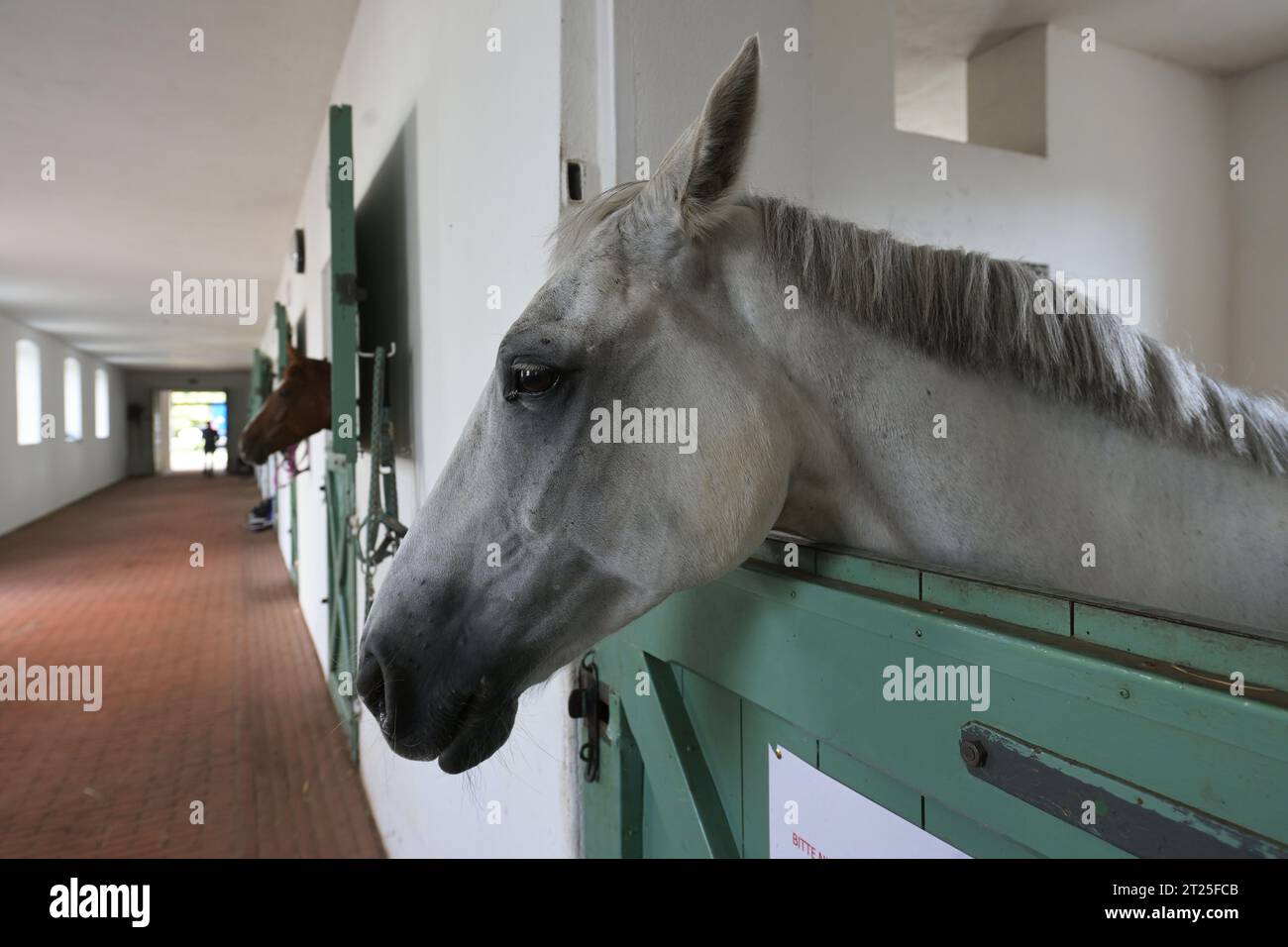 Perde breeding hi-res stock photography and images - Alamy