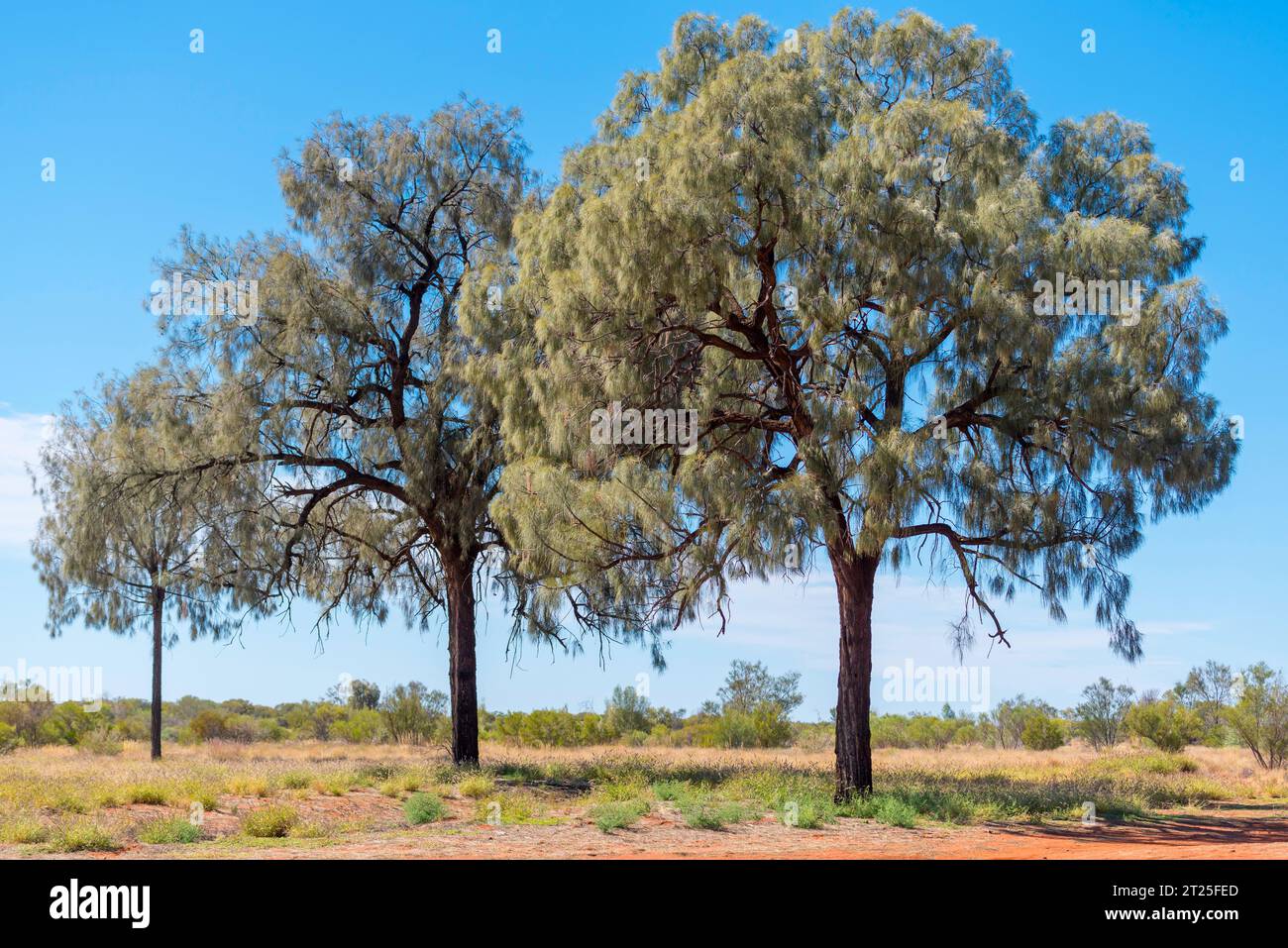 Desert oak trees allocasuarina decaisneana hi-res stock photography and ...