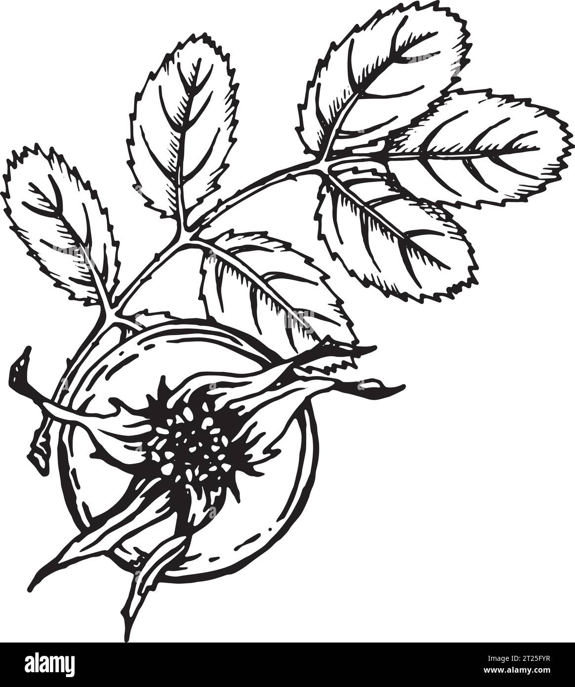 Graphic illustration of rosehip. Vector monochrome clip art of Wild ...