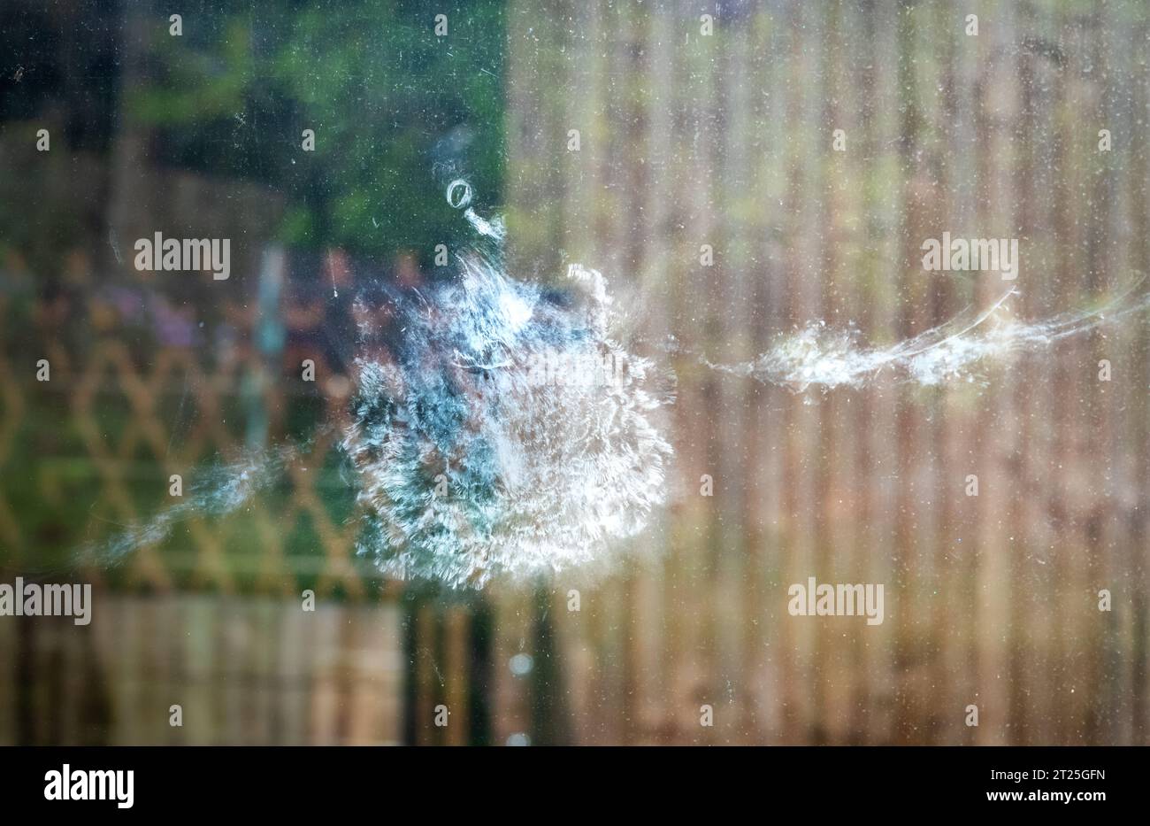 The eye, beak and white bird strike outline imprint of a wood pigeon ...