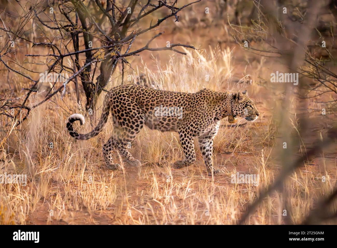 African leopard (Panthera pardus pardus نمر إفريقي ) wearing radio ...