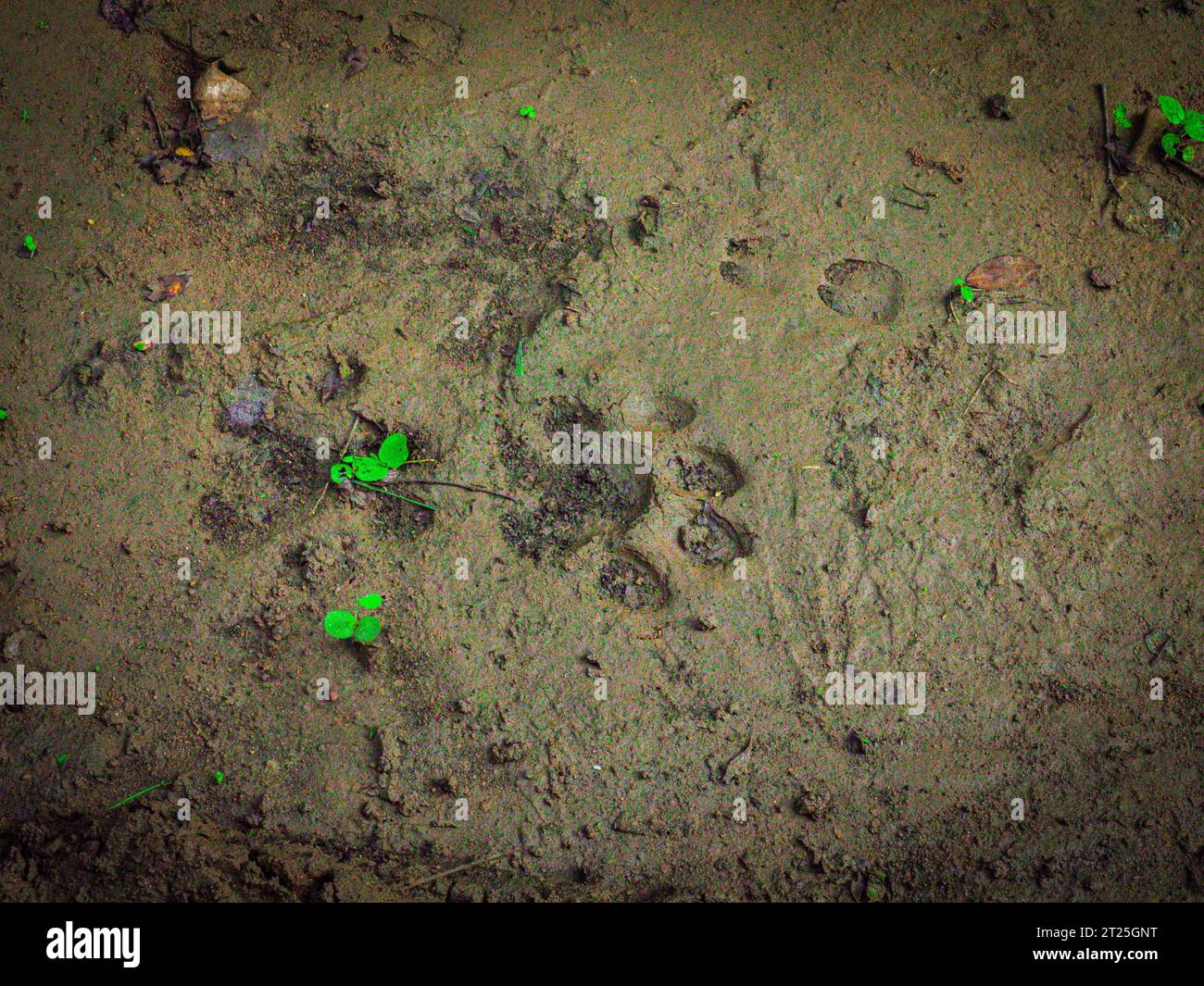 Tiger pug mark in mud in Ranthambore, India 2019 Stock Photo - Alamy