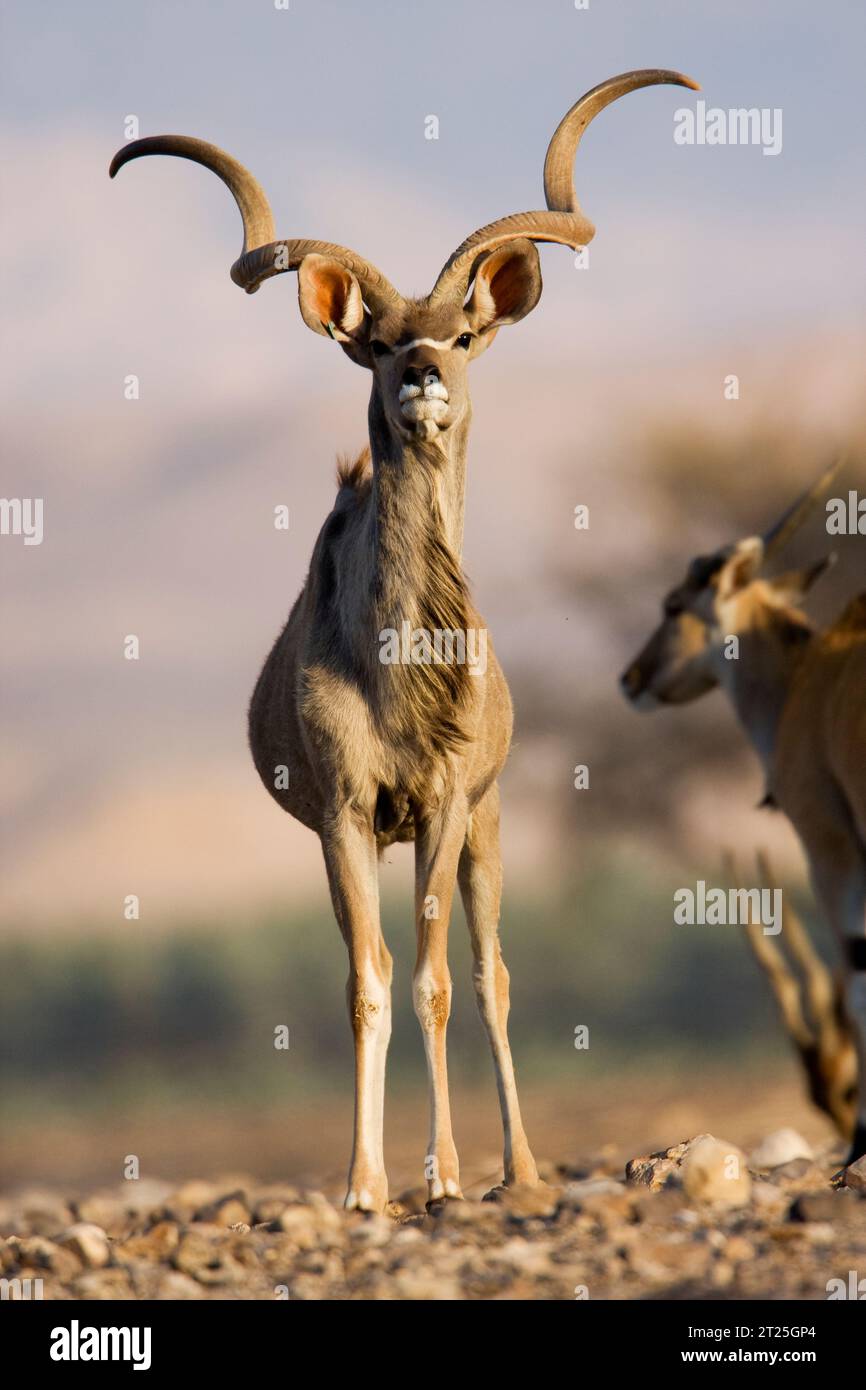 Kudu Antelope Horns