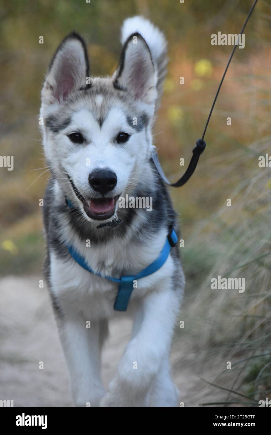 Beautiful Husky on a walk Stock Photo - Alamy