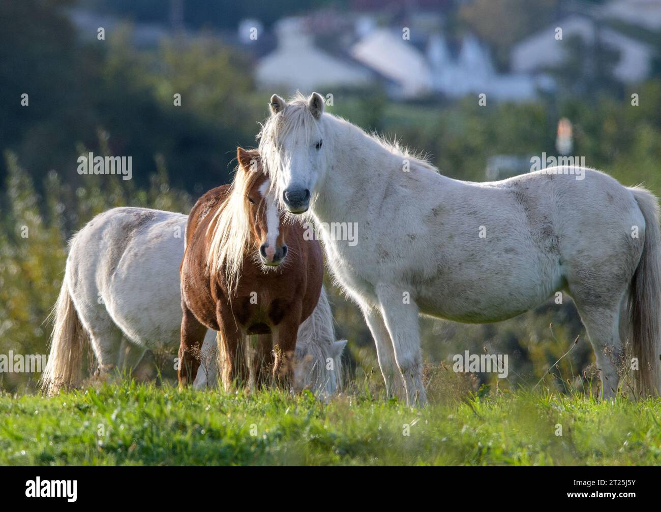 Carneddau wild welsh ponies Stock Photo - Alamy