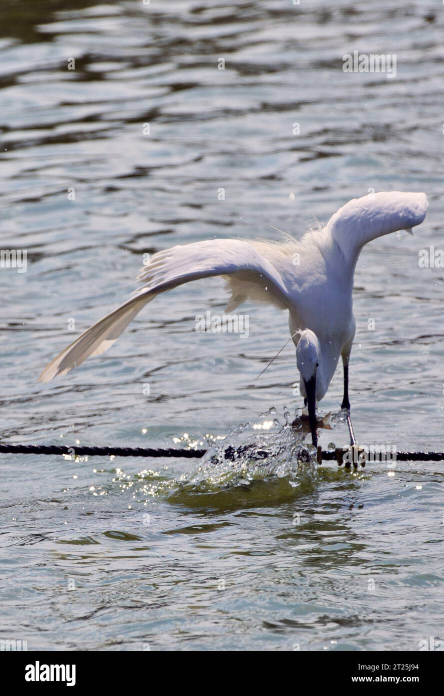 Egretta garzetta - Little Egret, This small white heron is native to ...