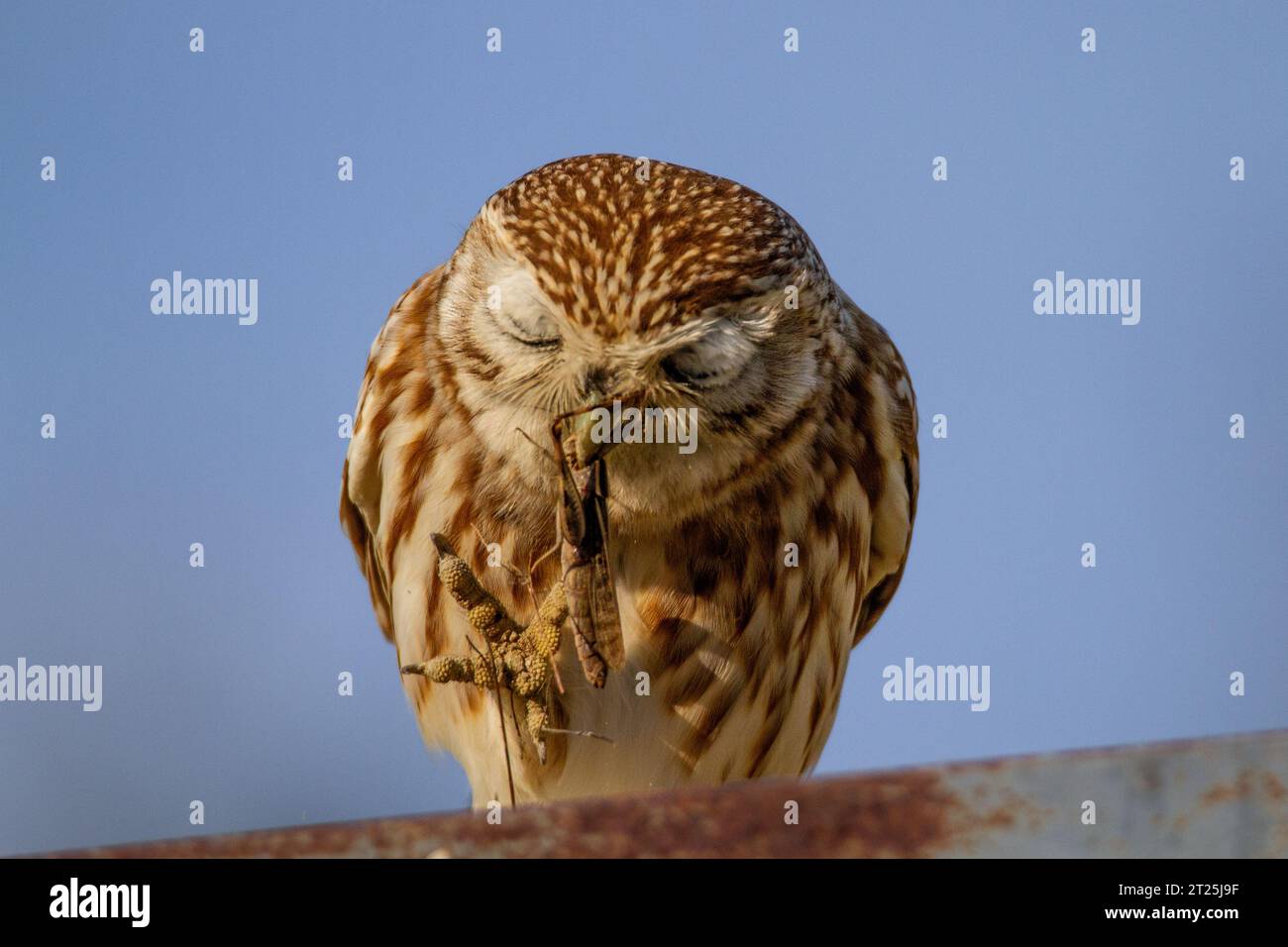 Little owl (athene noctua) بومة أم قويق perched on a branch. At just 20 ...