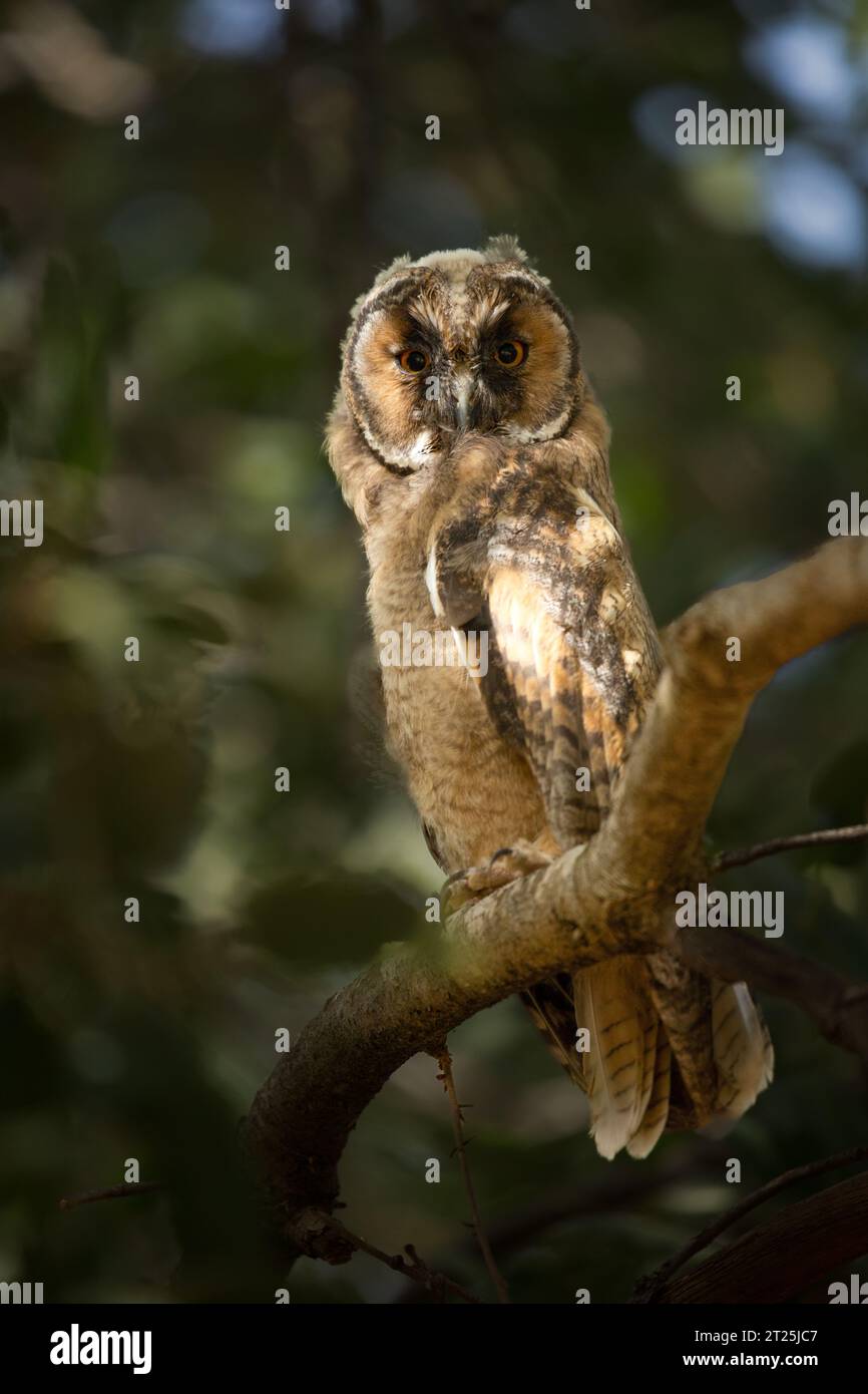 The long-eared owl (Asio otus بومة أذناء ), also known as the northern ...