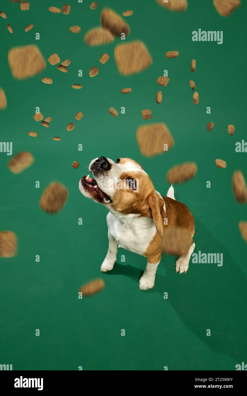 Adorable purebred dog, Beagle sitting over green background with dog's ...