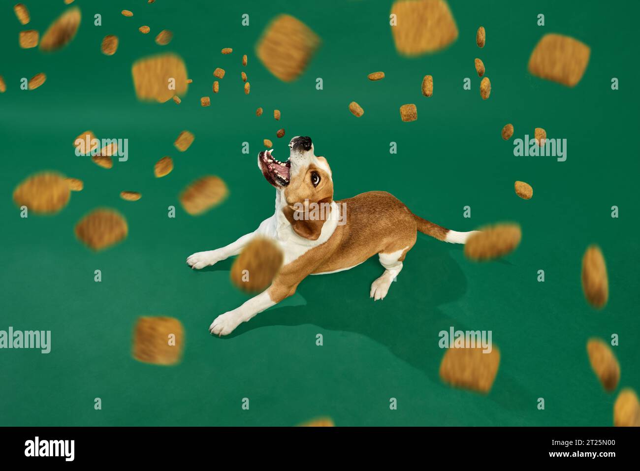 Adorable, playful purebred dog, Beagle running over green background ...