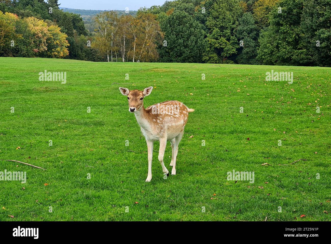 Oberirsen Themenfoto: Tierwelt, Hirsch, Damwild, 15.10.2023 Eine ...