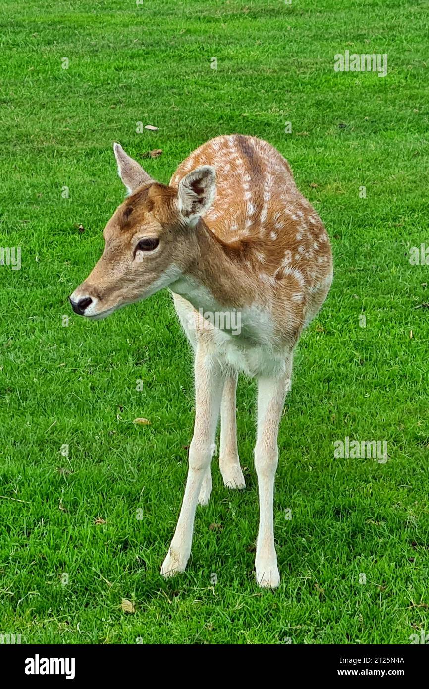 Oberirsen Themenfoto: Tierwelt, Hirsch, Damwild, 15.10.2023 Eine ...