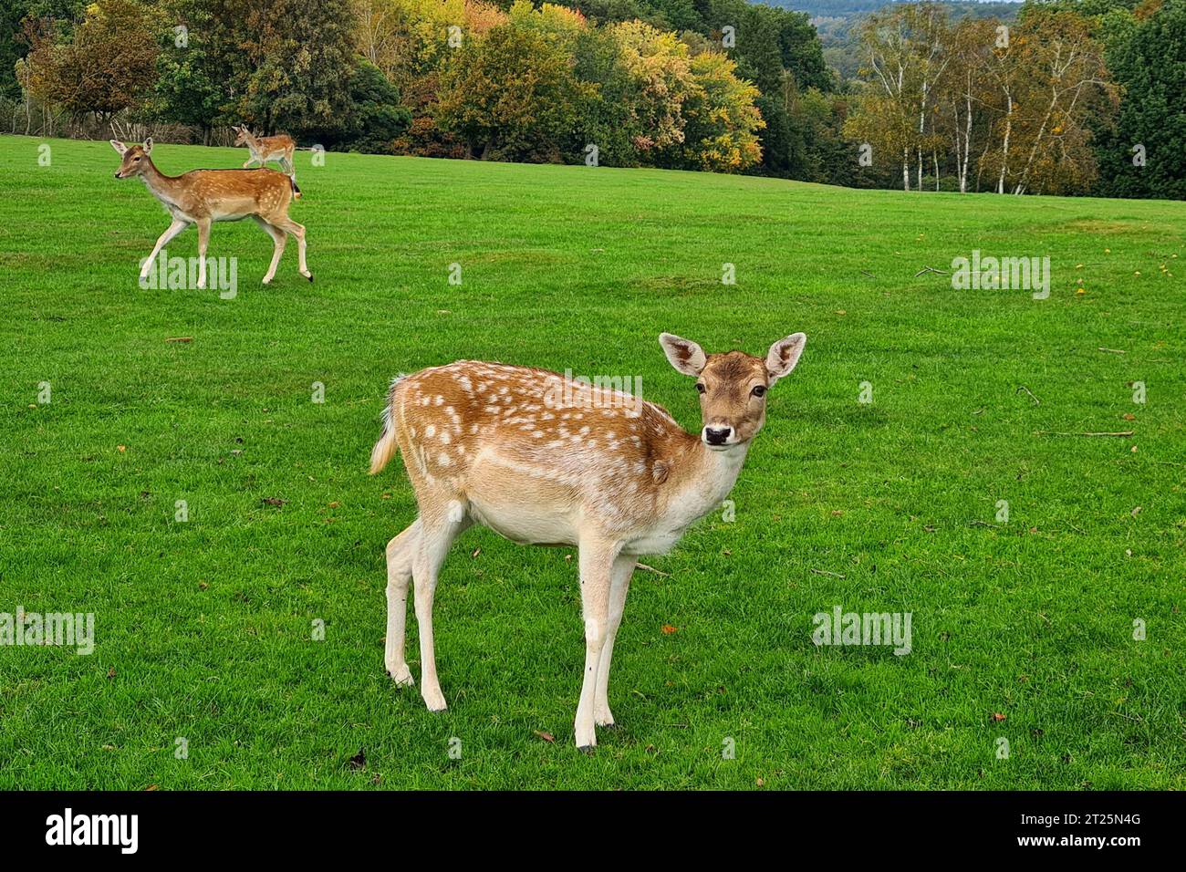 Oberirsen Themenfoto: Tierwelt, Hirsch, Damwild, 15.10.2023 Eine ...