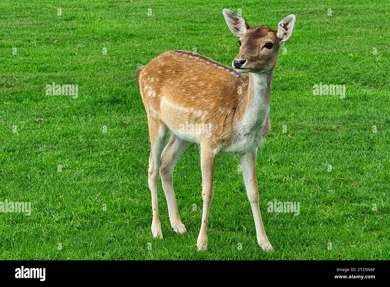 Oberirsen Themenfoto: Tierwelt, Hirsch, Damwild, 15.10.2023 Eine ...