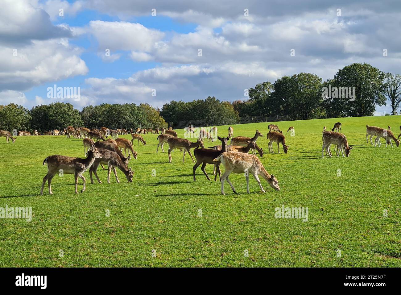 Damwild rudel hi-res stock photography and images - Alamy