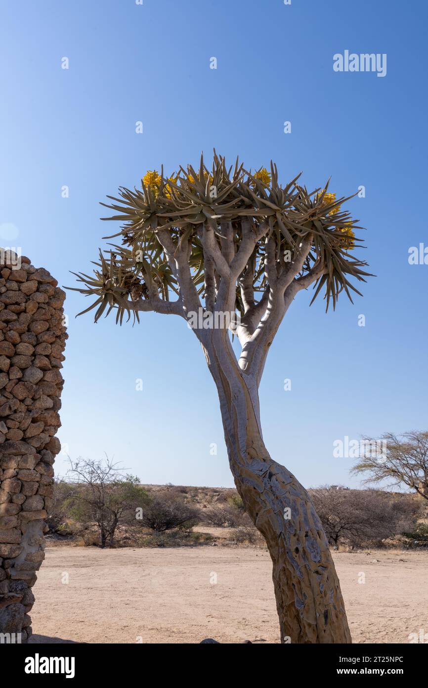 What Is Tourist Called In Afrikaans at Jarrod Dover blog