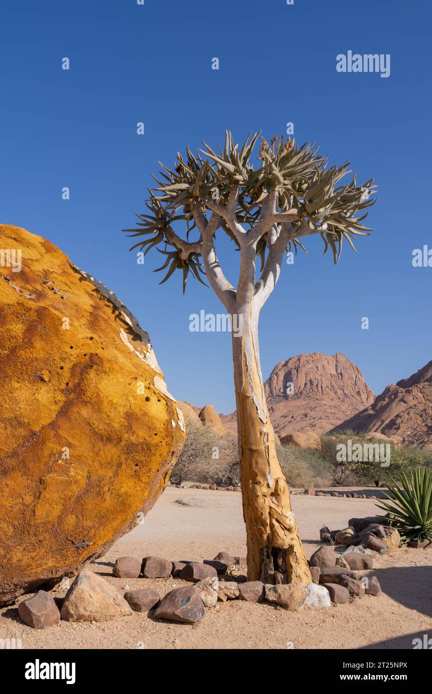 The Quiver Tree Forest (Kokerboomwoud in Afrikaans) is a forest and ...