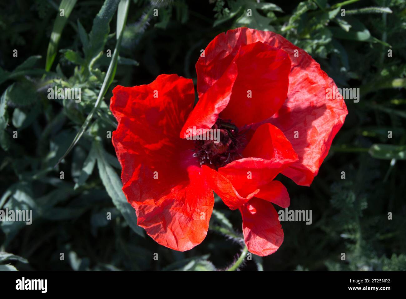 Campo de flores rojas hi-res stock photography and images - Alamy