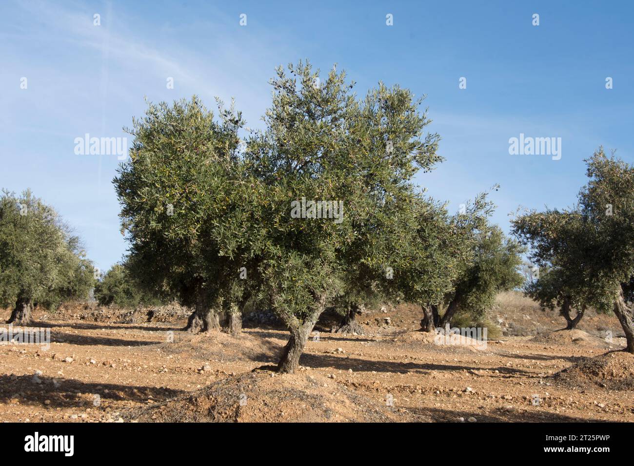 Cultivo de oliva hi-res stock photography and images - Alamy