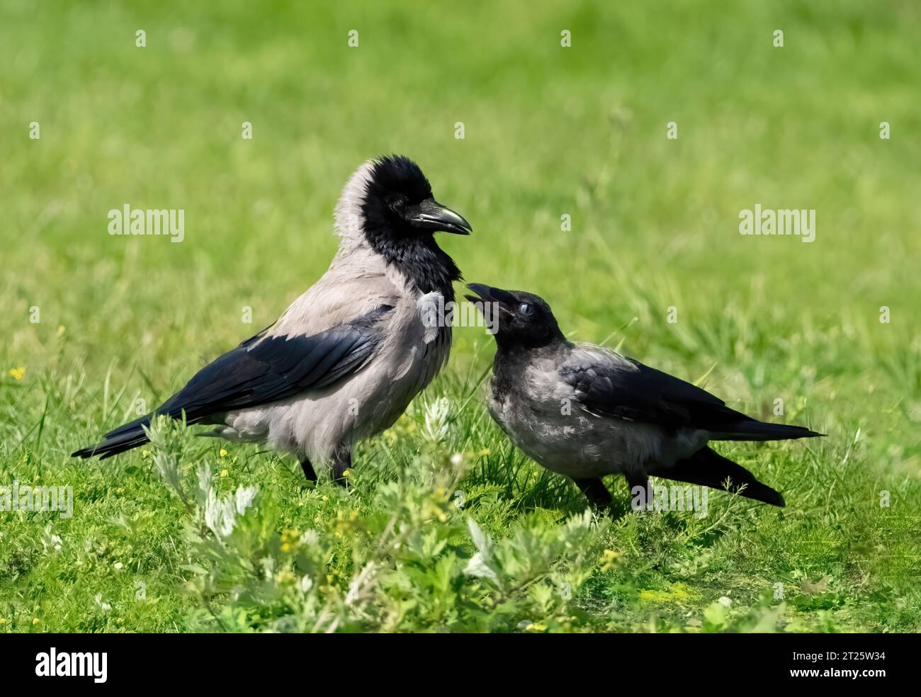 Two Hooded crows (Corvus cornix) - young bird begging for food from the ...