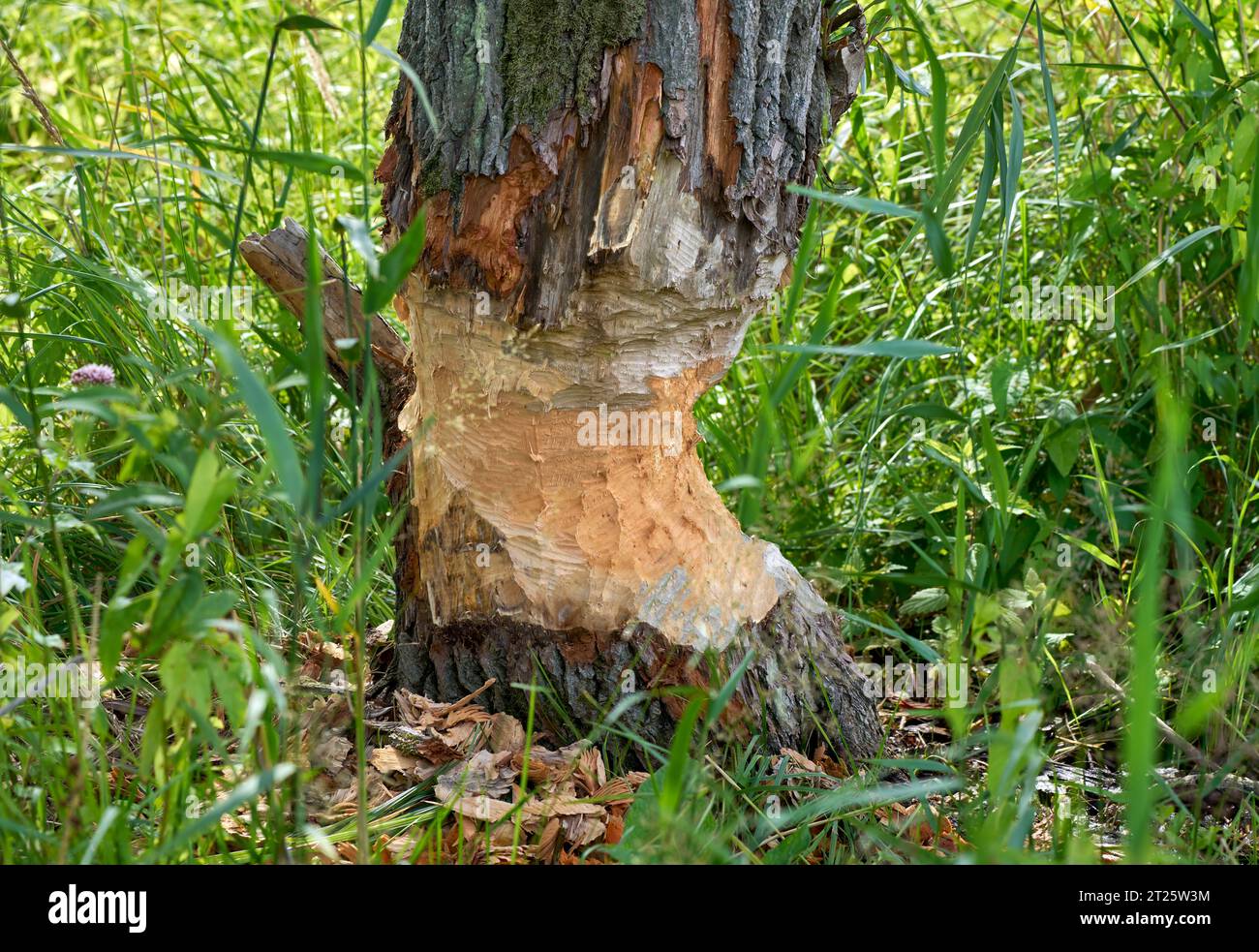 Reed trunk hi-res stock photography and images - Alamy