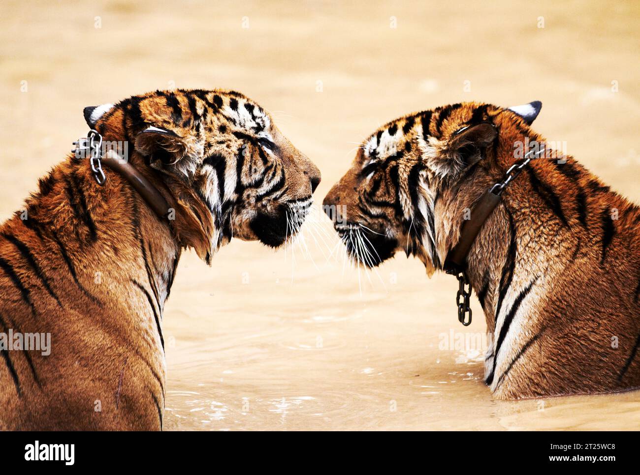 Tigers Kissing