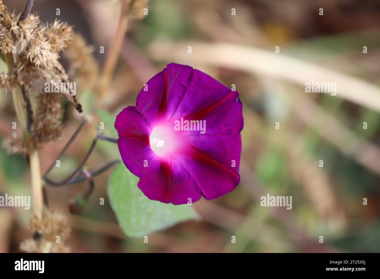 Morning glories ipomoea species hi-res stock photography and images - Alamy