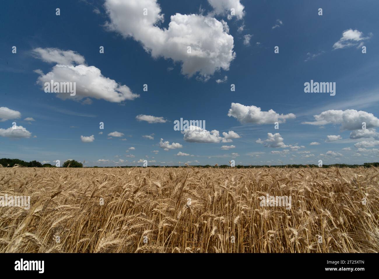 wheat corn cereals clouds stratocumulus farm farmland farming landscape ...