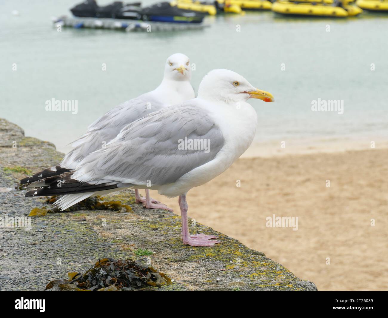 Two seagulls sitting side by side on a wall in the harbor of St Ives in ...