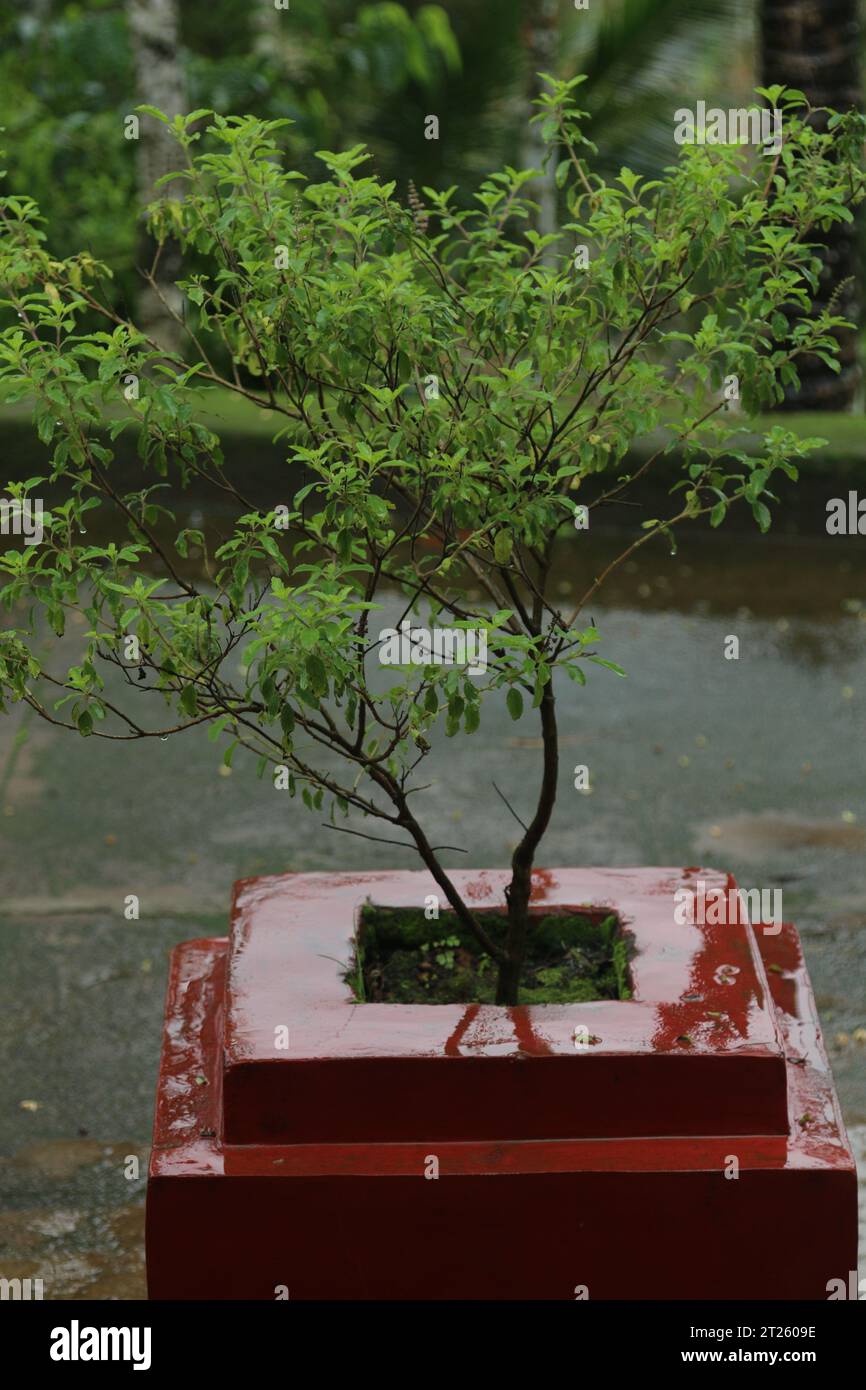Holy basil / thulsi plant, a medicinal plant. Also used in Hindu ...