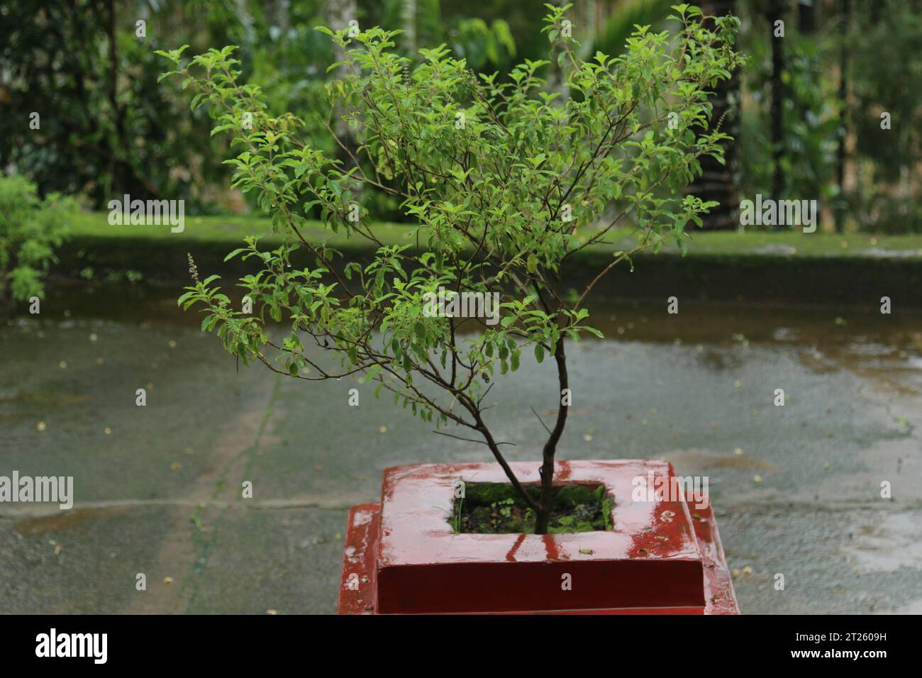 Holy basil / thulsi plant, a medicinal plant. Also used in Hindu ...