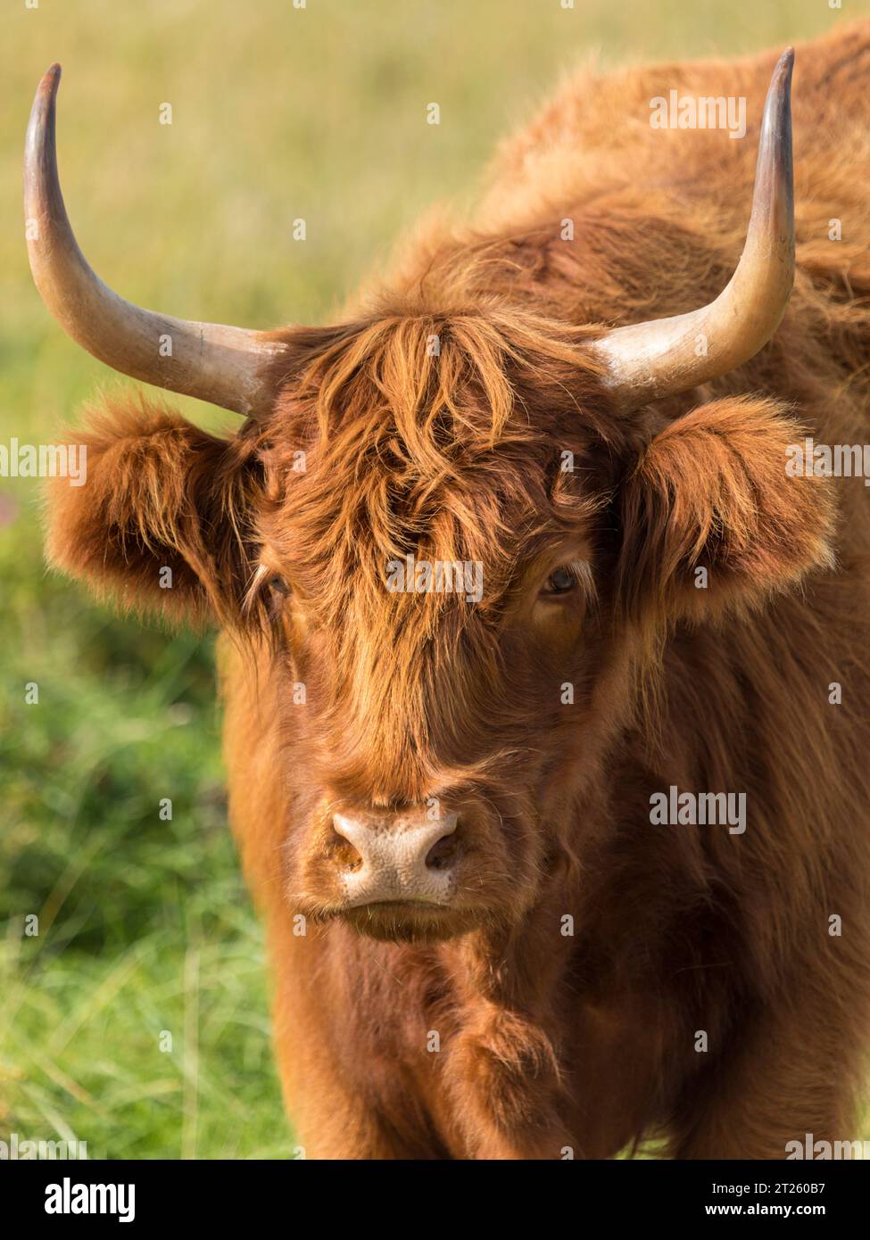 Portrait of Galloway cattle on a meadow at Sønderho, Fanø, Denmark ...