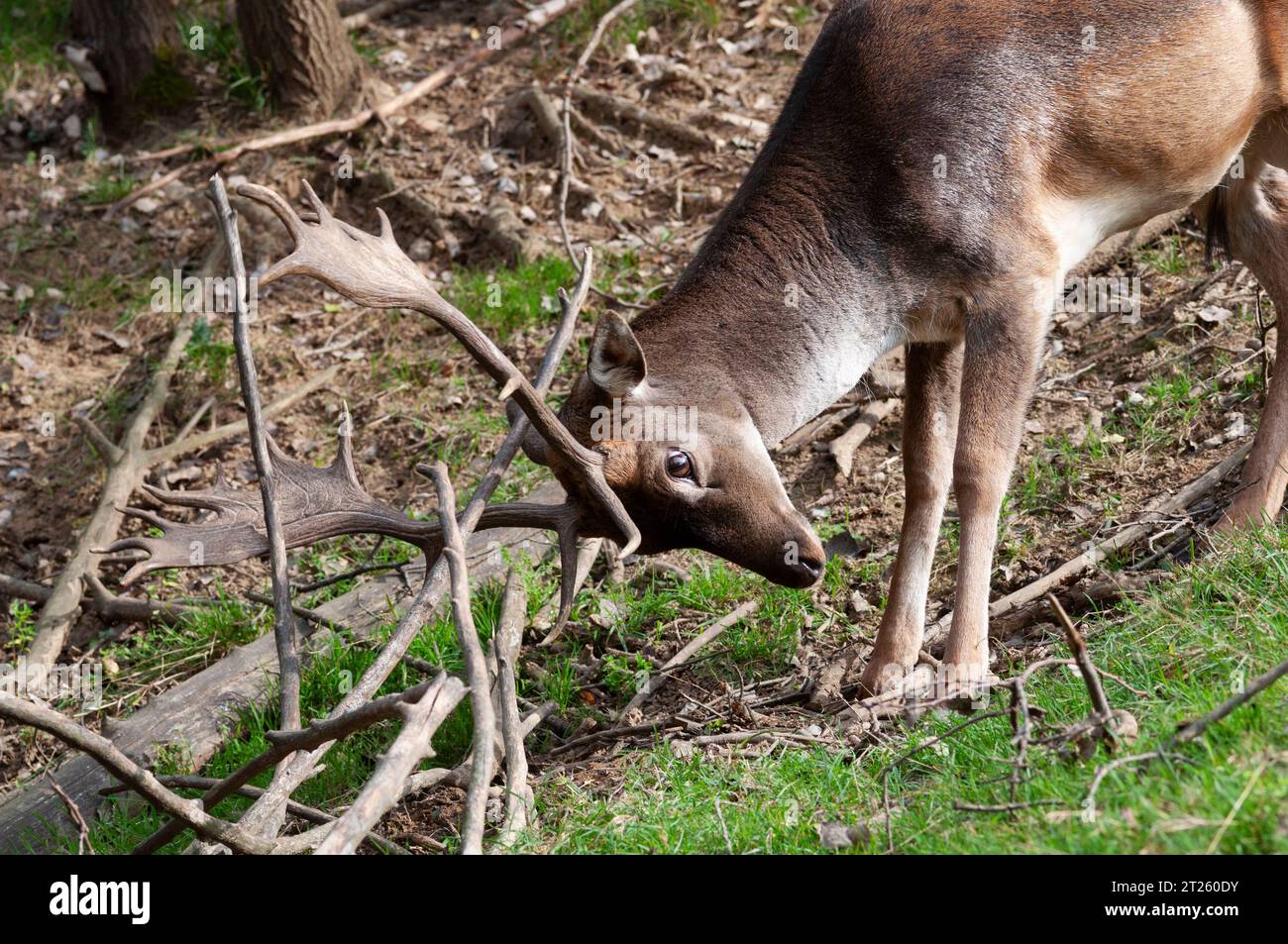 Italy, Lombardy, Fallow Deer Stag Butting Tree Branch, Dama Dama, in ...
