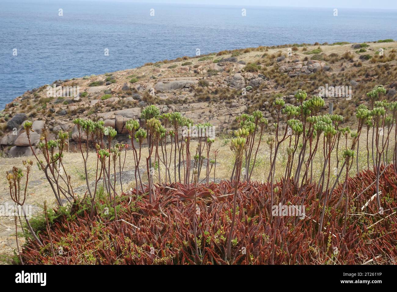Iconic Cape Willoughby coastline and rocks, Kangaroo Island, South ...