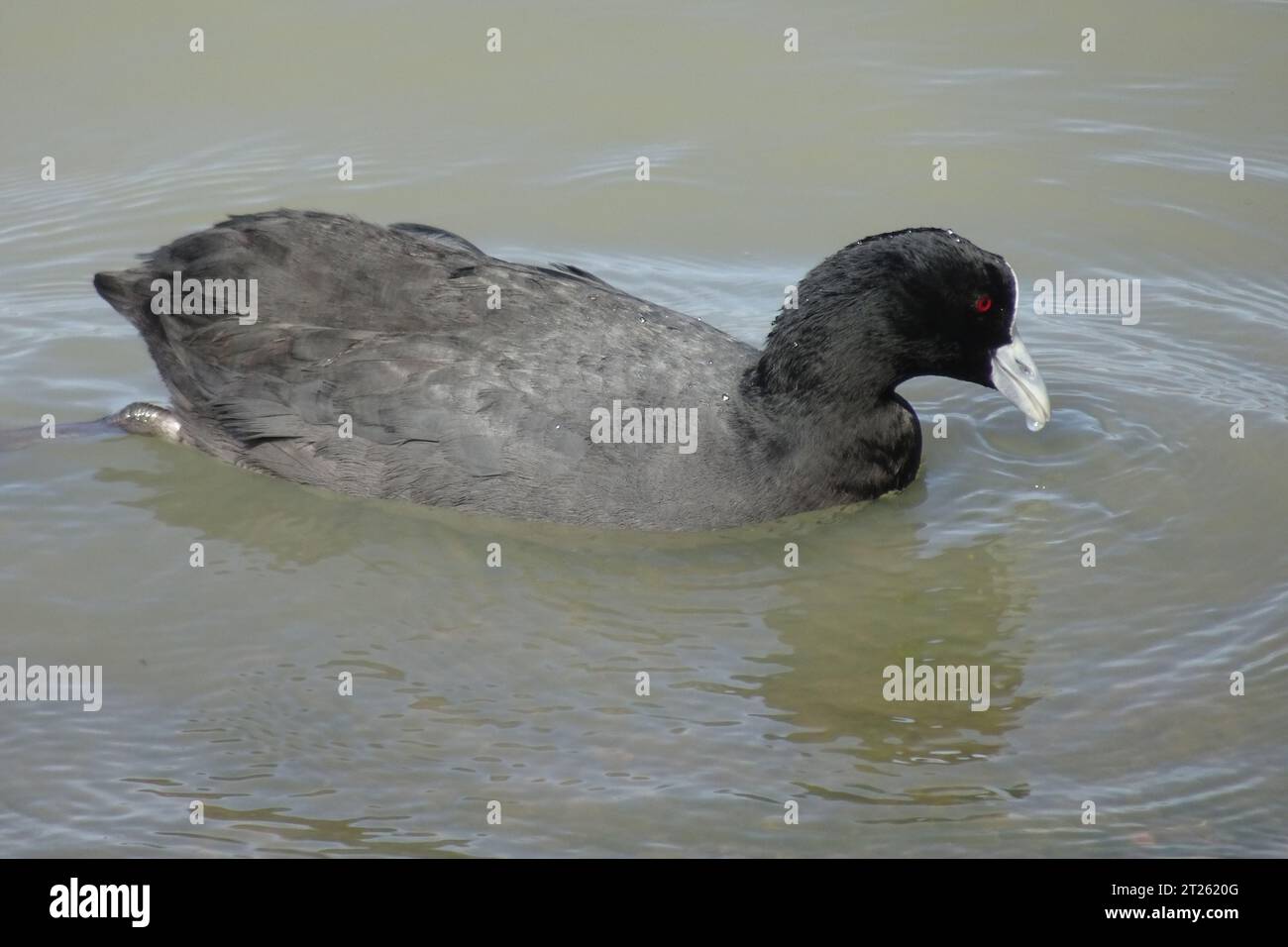 Australian and new zealand garden hi-res stock photography and images ...