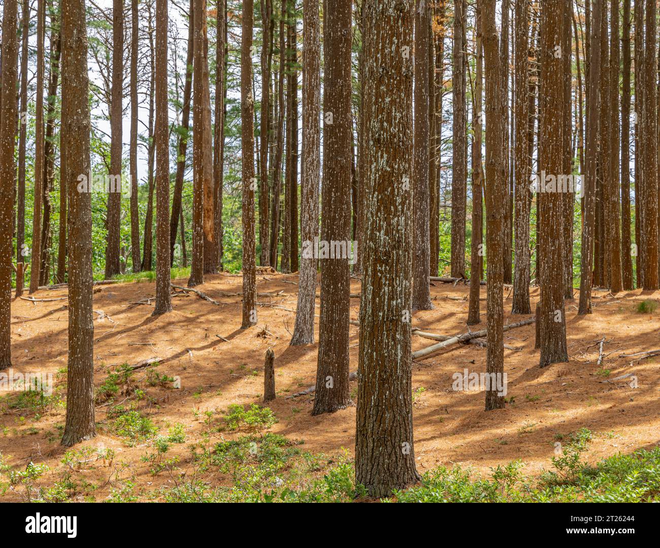 landscape image of pine trees in water mill Stock Photo - Alamy