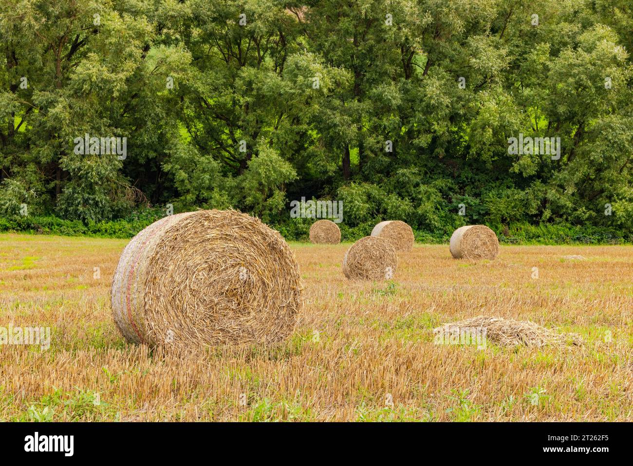 Several bales of straw with pressed hay on an agricultural field with ...
