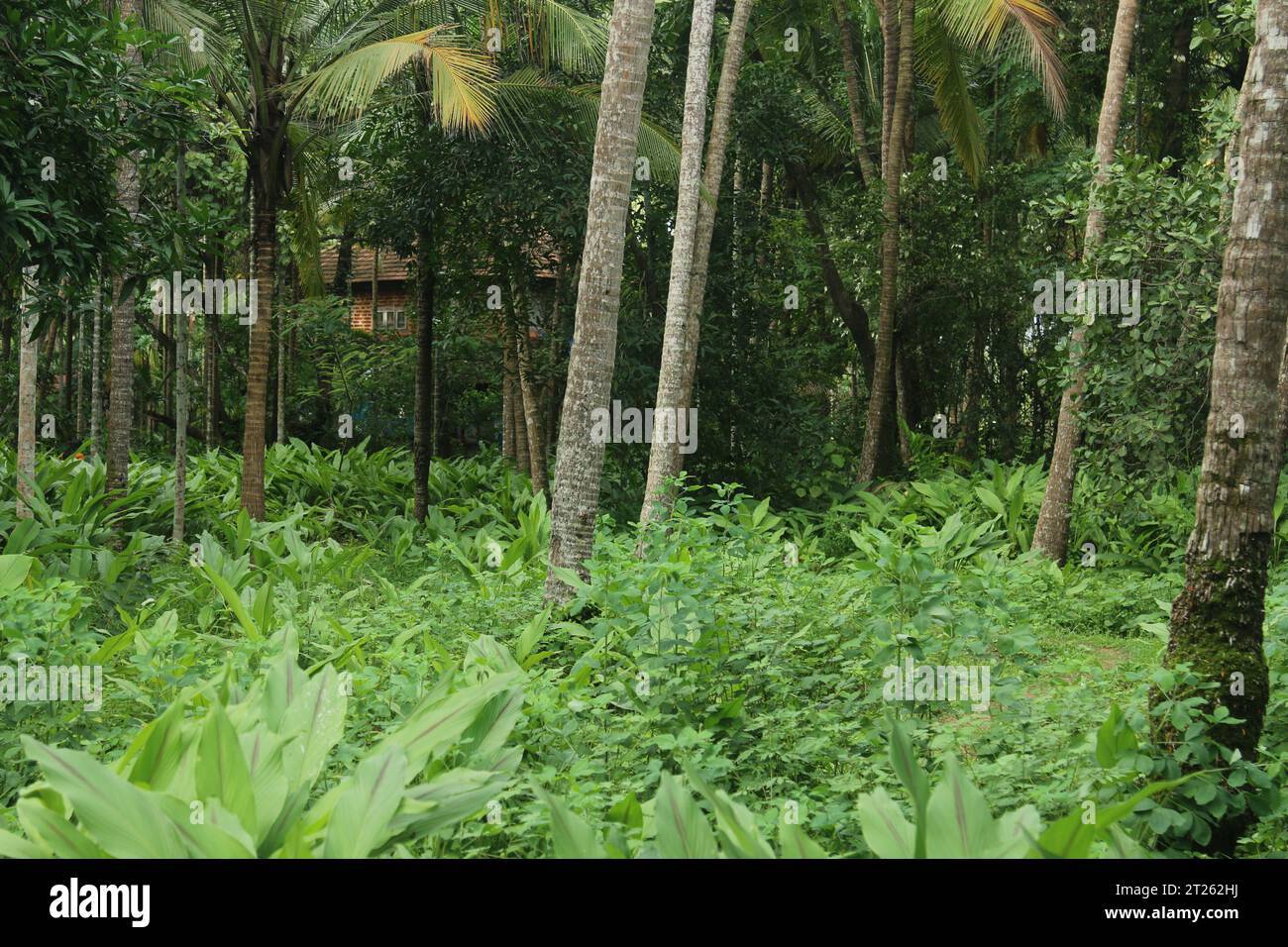 Beautiful greenery from kannur village, Kerala Stock Photo - Alamy