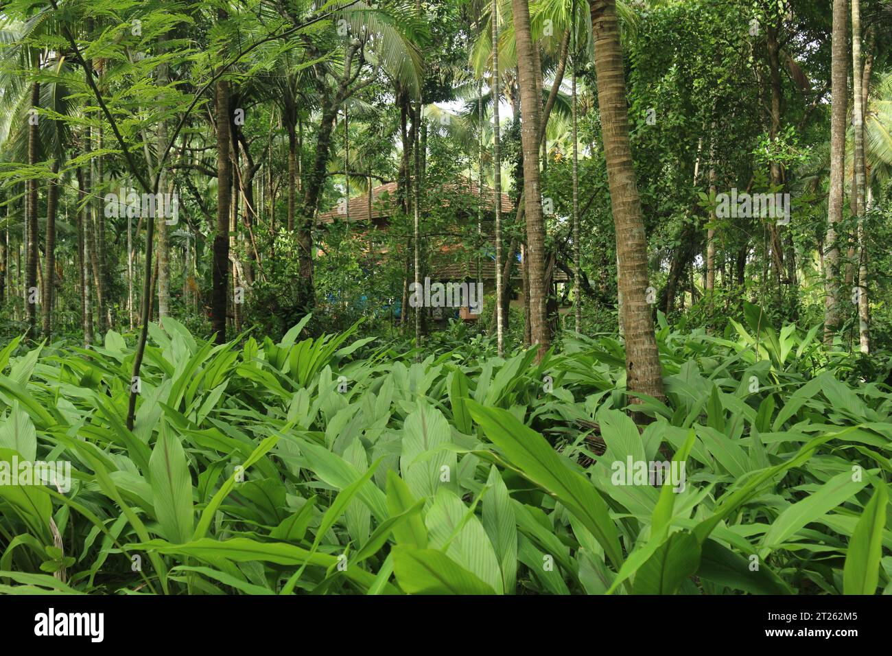 Beautiful greenery from kannur village, Kerala Stock Photo - Alamy