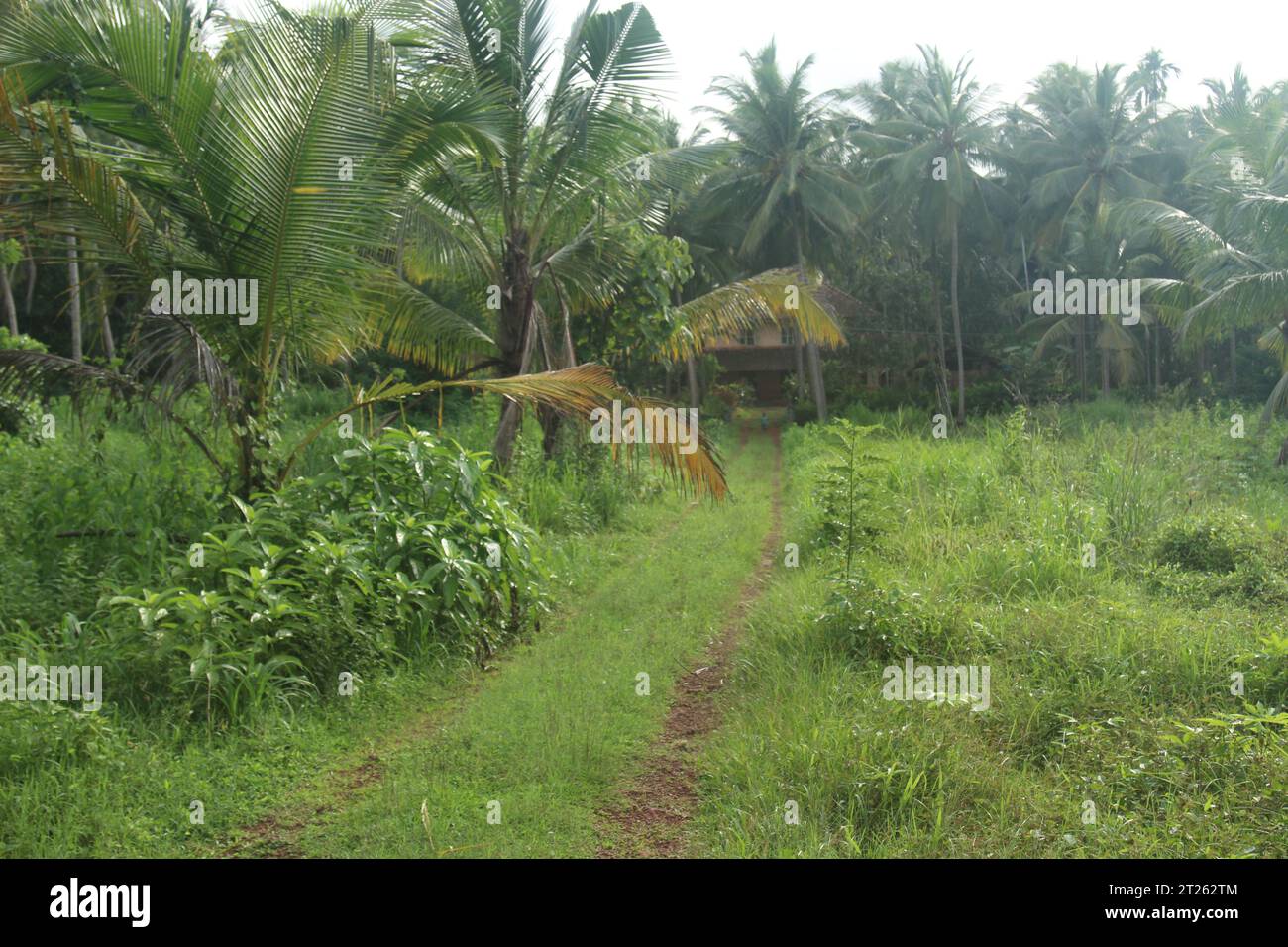 Beautiful greenery from kannur village, Kerala Stock Photo - Alamy