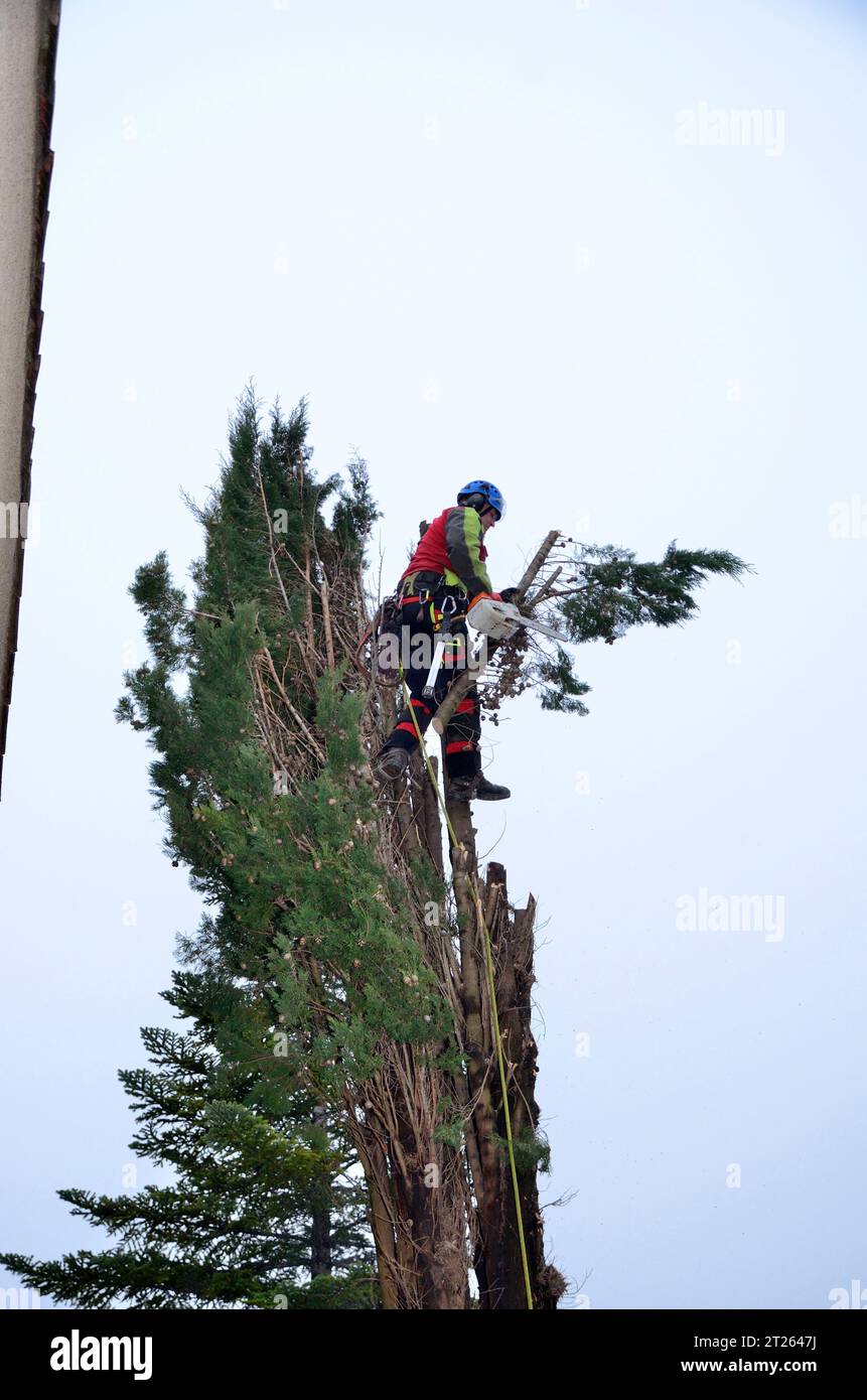 Tree pruning and felling Stock Photo - Alamy