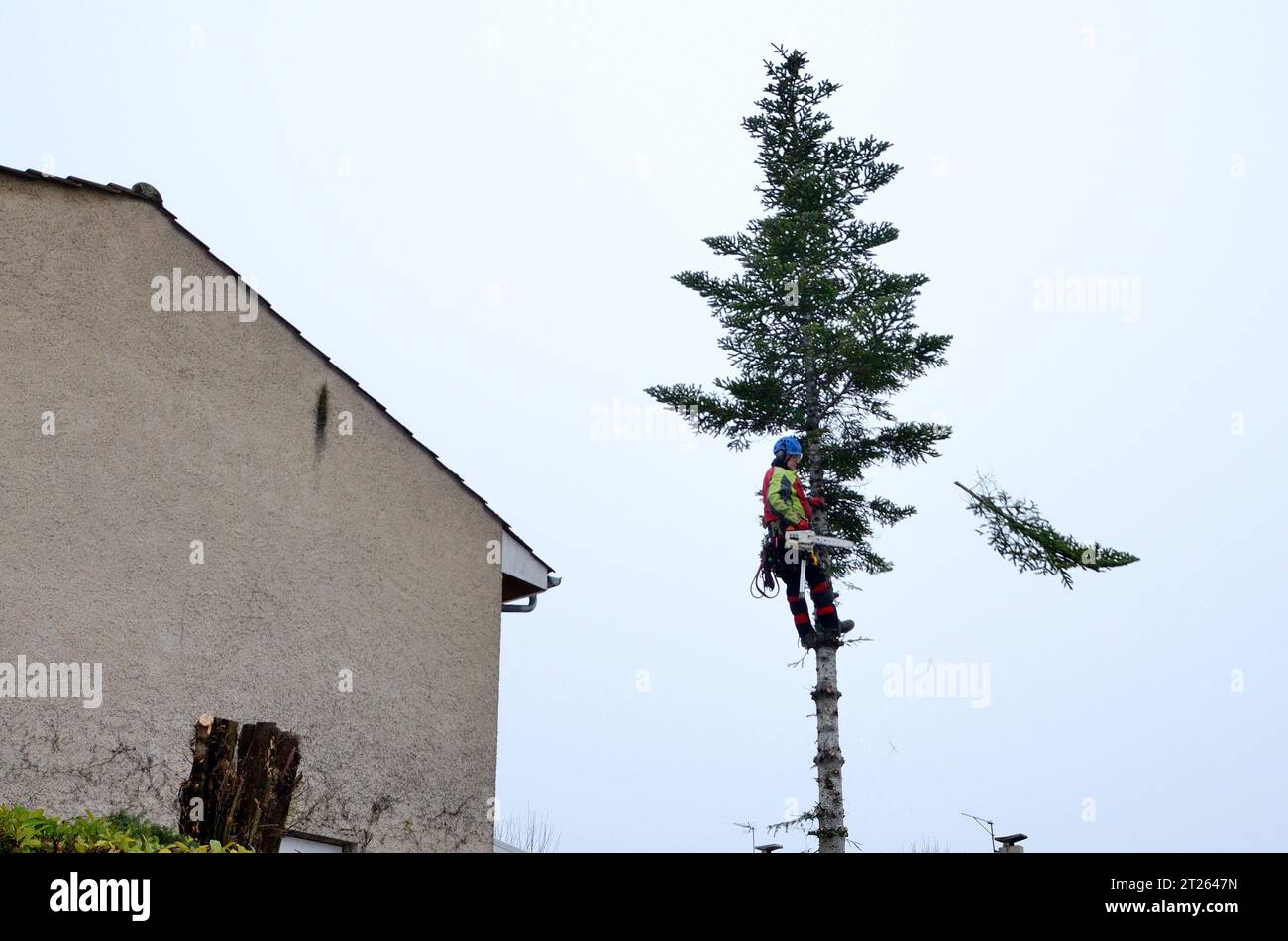 Tree pruning and felling Stock Photo - Alamy